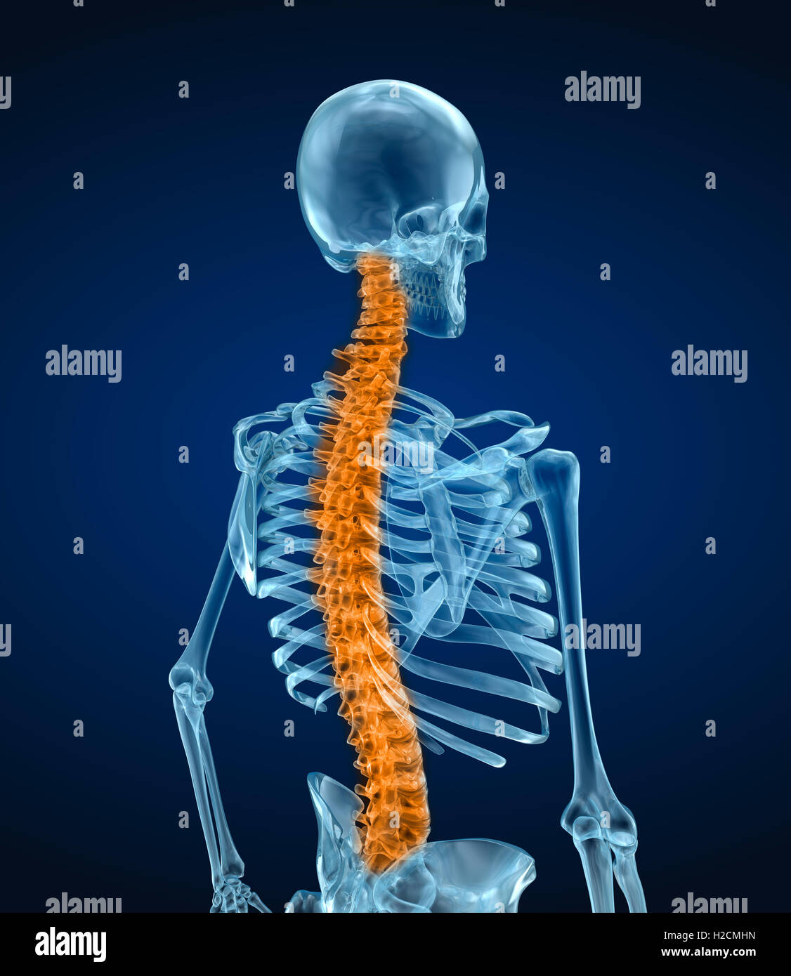 Human spine illustration hi-res stock photography and images - Alamy