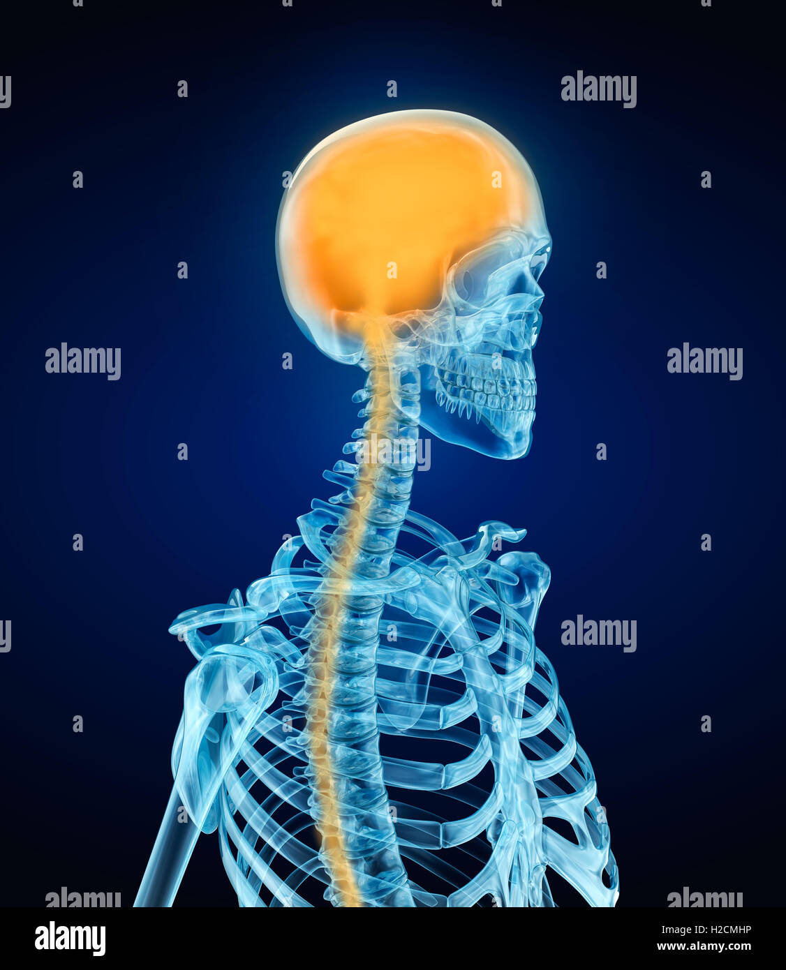Human Brain Anatomy and skeleton . Xray view. Medically accurate 3D ...