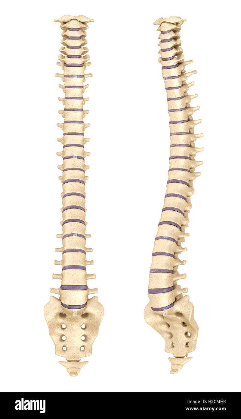 Drawing anatomy sacrum hi-res stock photography and images - Alamy