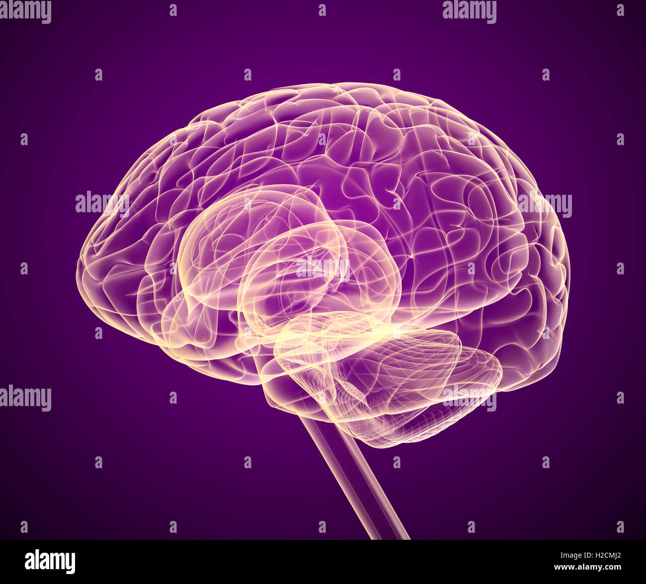 Brain x-ray scan , Medically accurate 3D illustration Stock Photo - Alamy