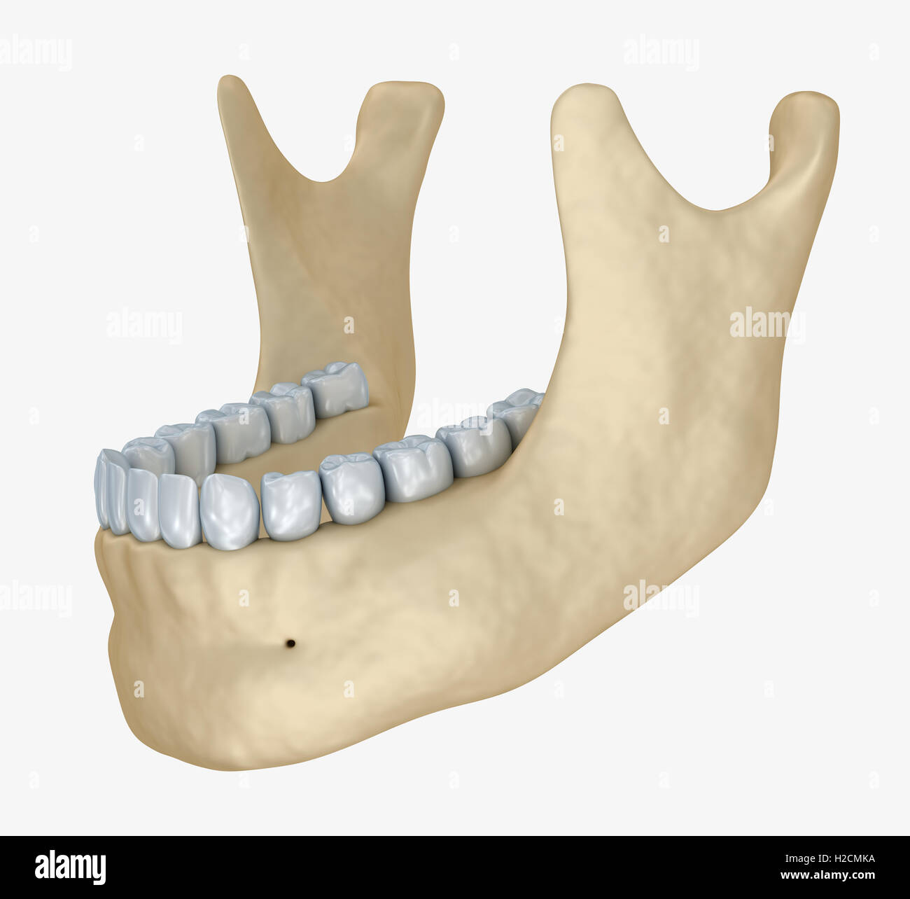 Lower jaw skeleton and teeth anatomy. Medical accurate 3D illustration ...