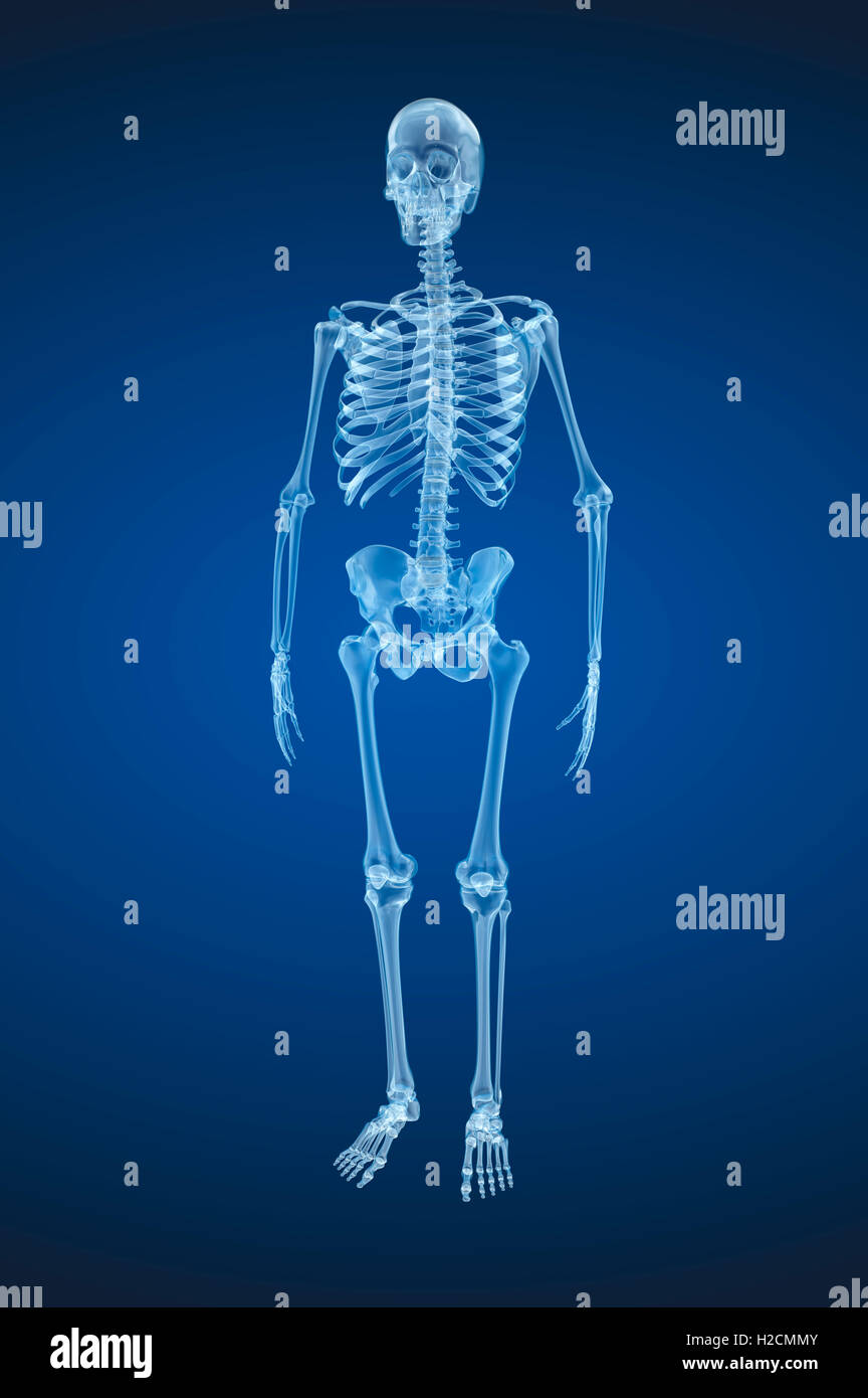 Human skeleton, Medically accurate 3d illustration Stock Photo - Alamy