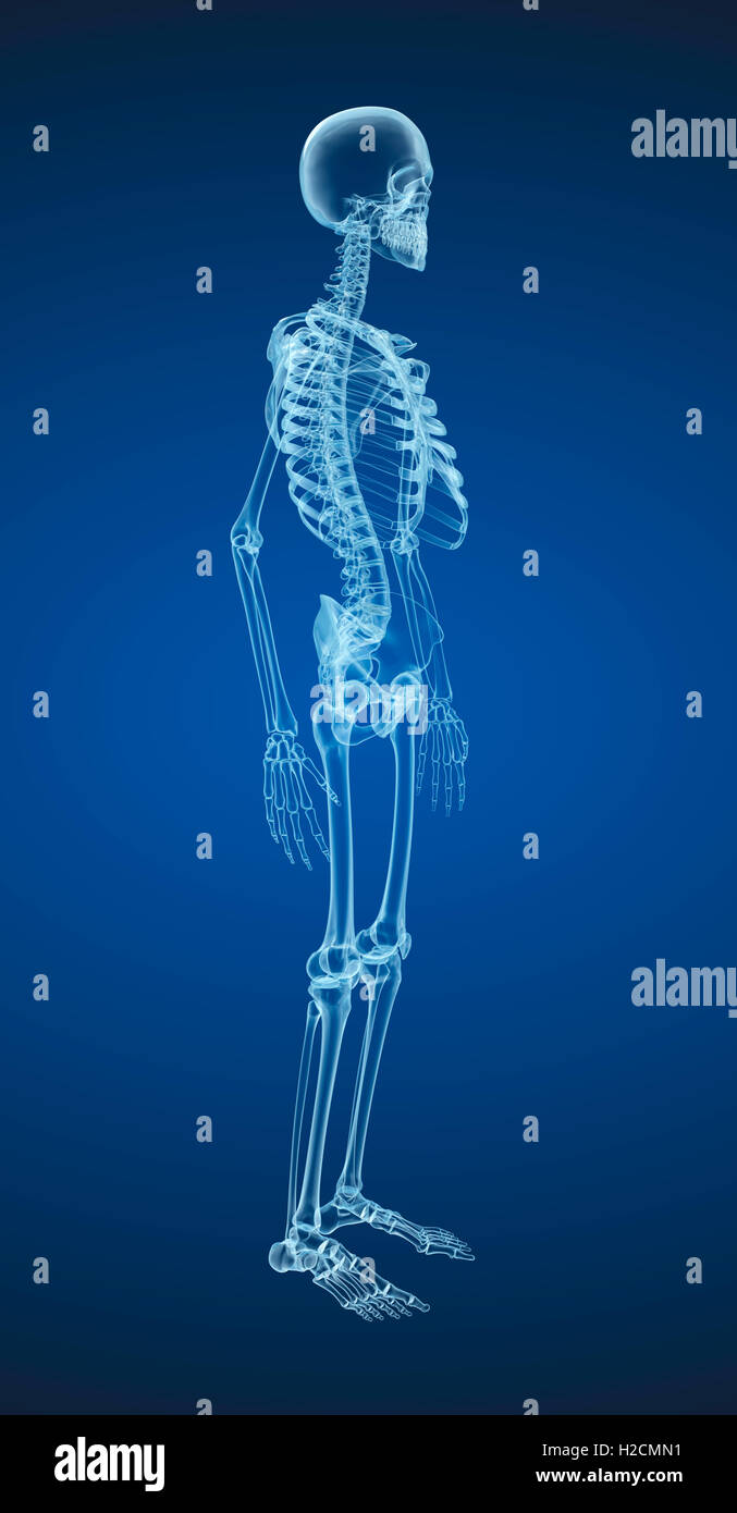 Human skeleton, Medically accurate 3d illustration Stock Photo - Alamy