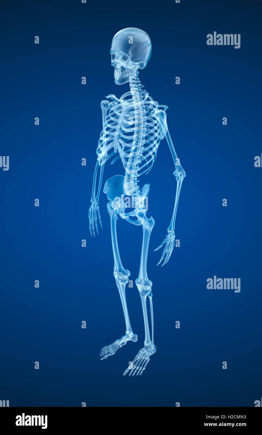 Human skeleton, Medically accurate 3d illustration Stock Photo - Alamy