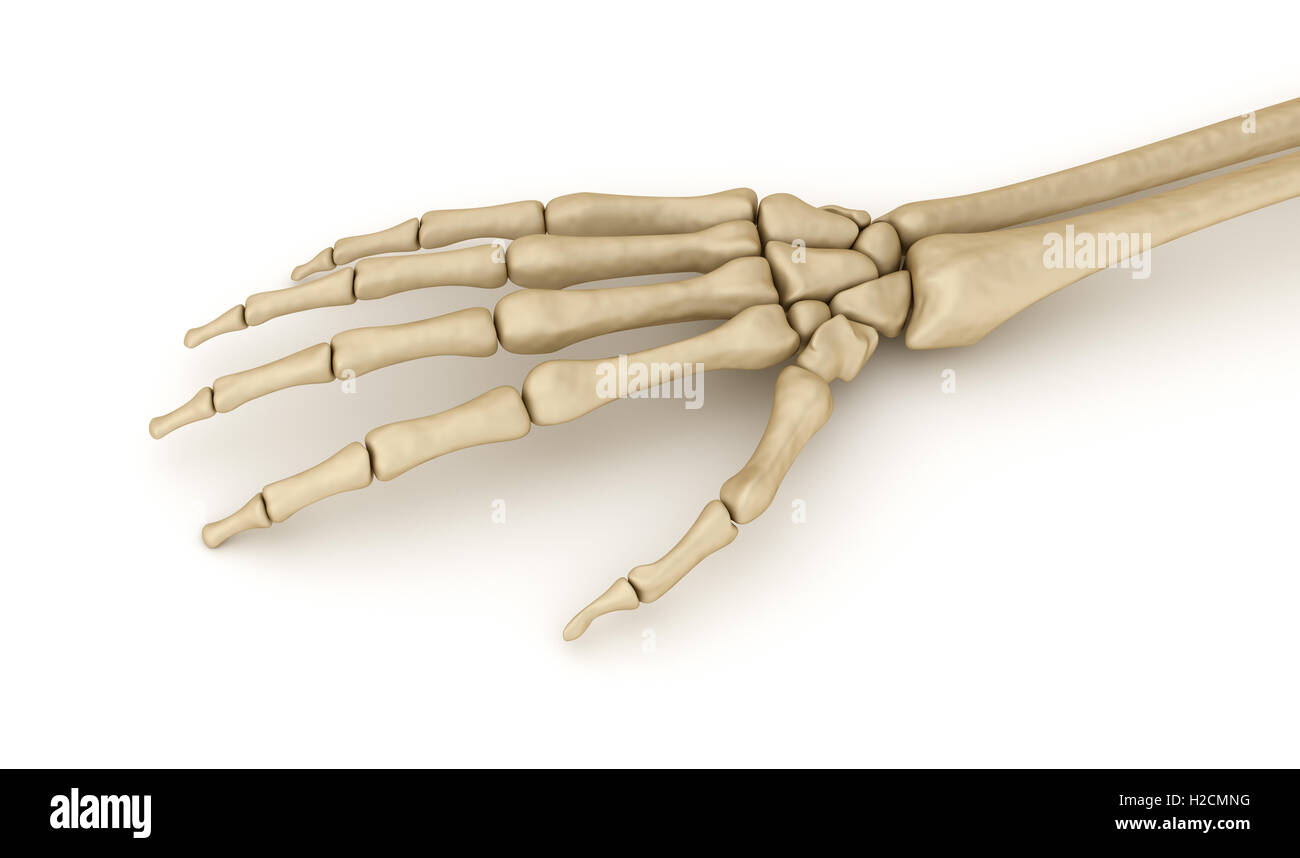 Human wrist skeletal anatomy. Medically accurate 3D illustration Stock ...