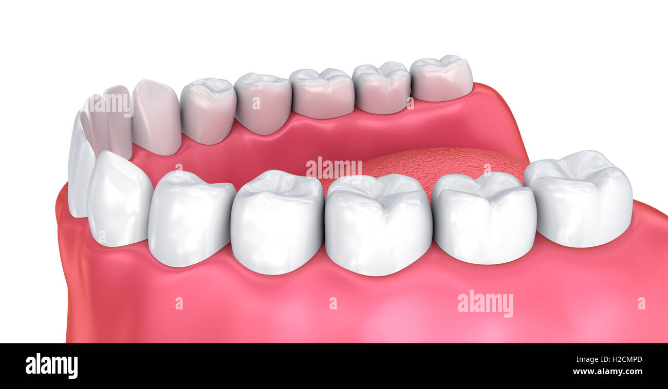 Mouth gum and teeth. Medically accurate tooth 3D illustration Stock ...