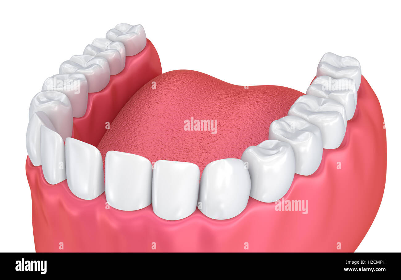 Mouth gum and teeth. Medically accurate tooth 3D illustration Stock ...