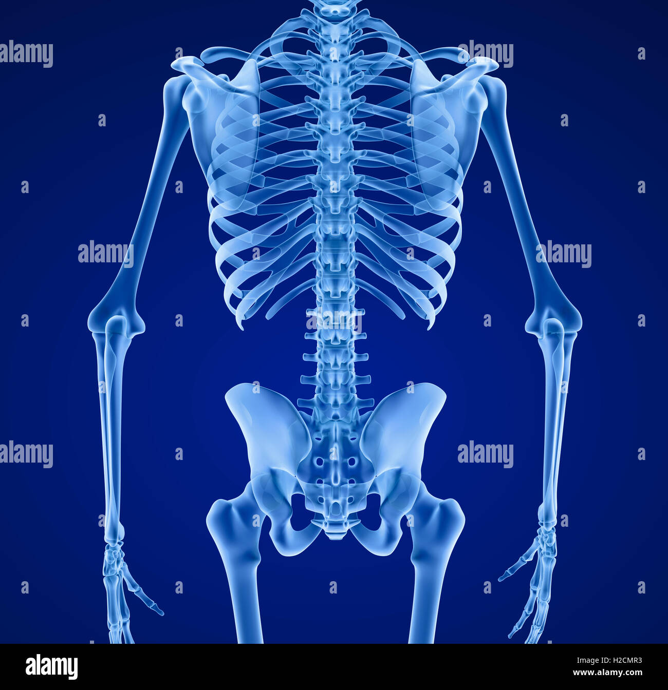 Human skeleton, Medically accurate 3d illustration Stock Photo - Alamy
