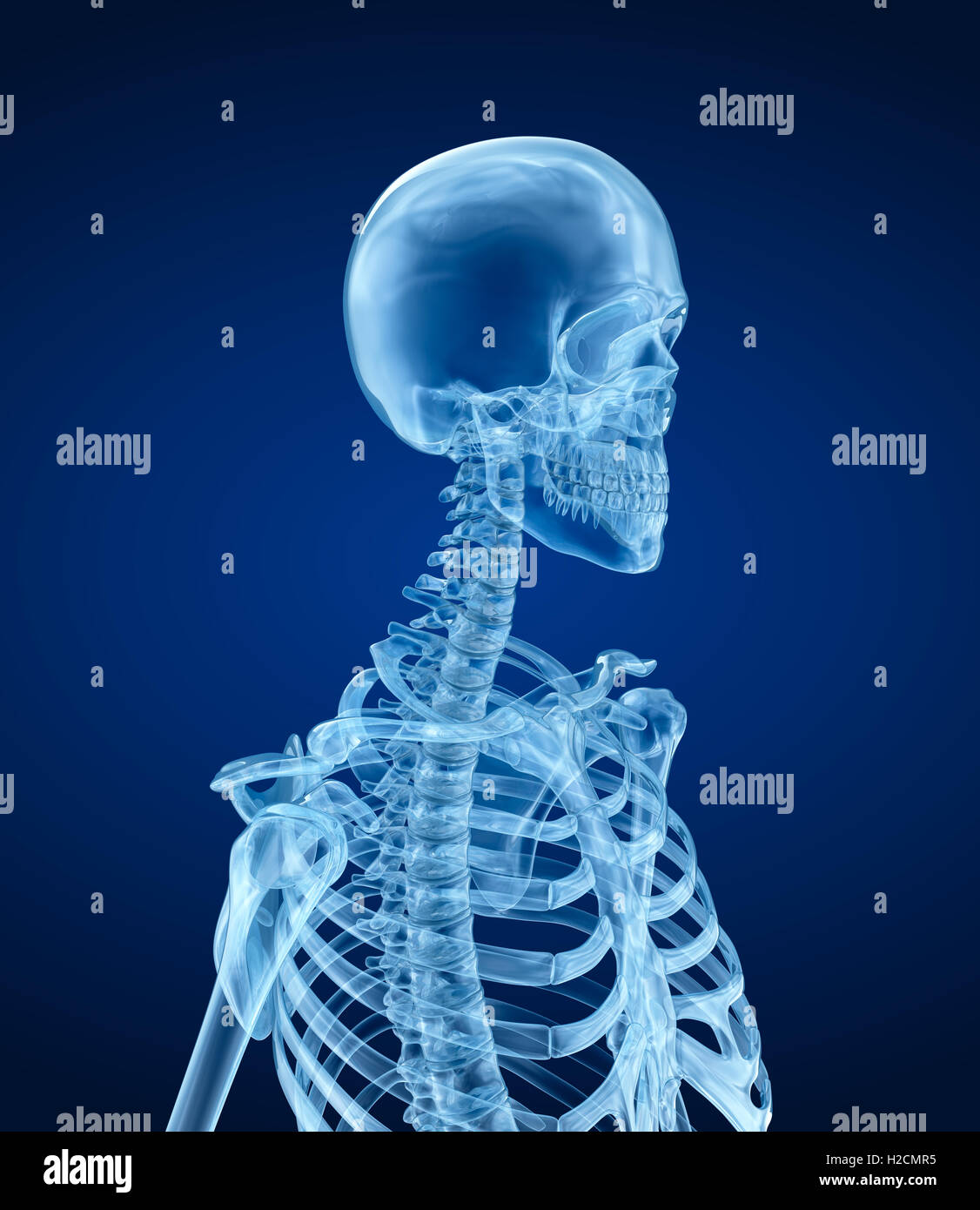 Human skeleton - head, Medically accurate 3d illustration Stock Photo ...