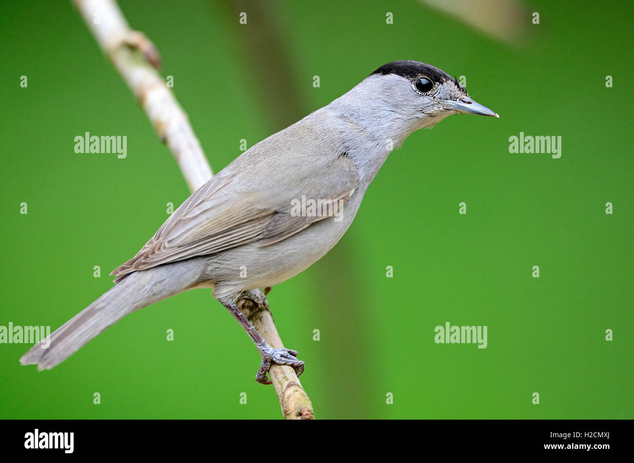 Black cap bird uk hi-res stock photography and images - Alamy