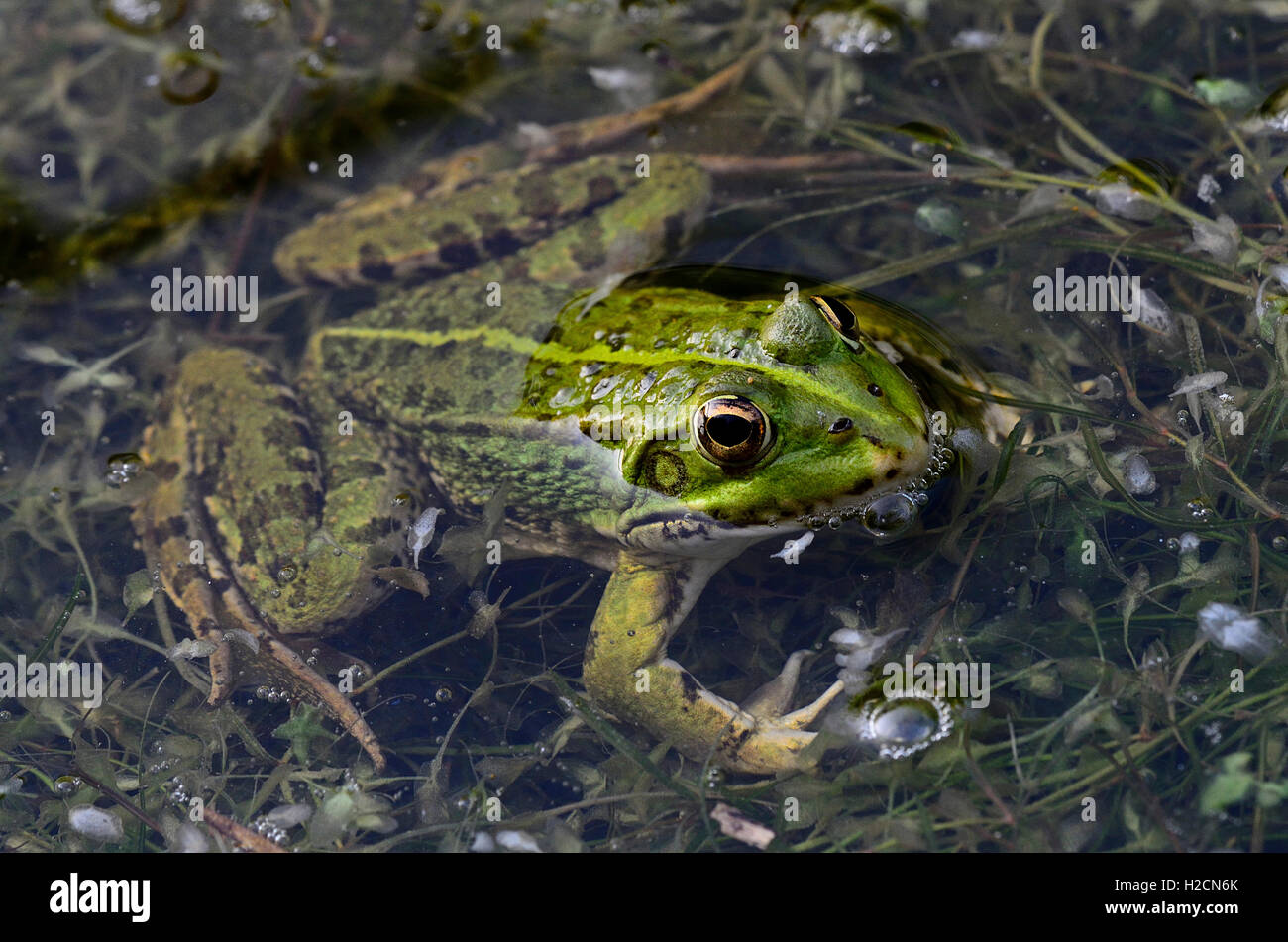 A marsh frog in water UK Stock Photo - Alamy