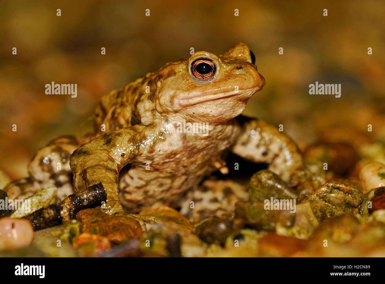 Common toad uk hi-res stock photography and images - Alamy