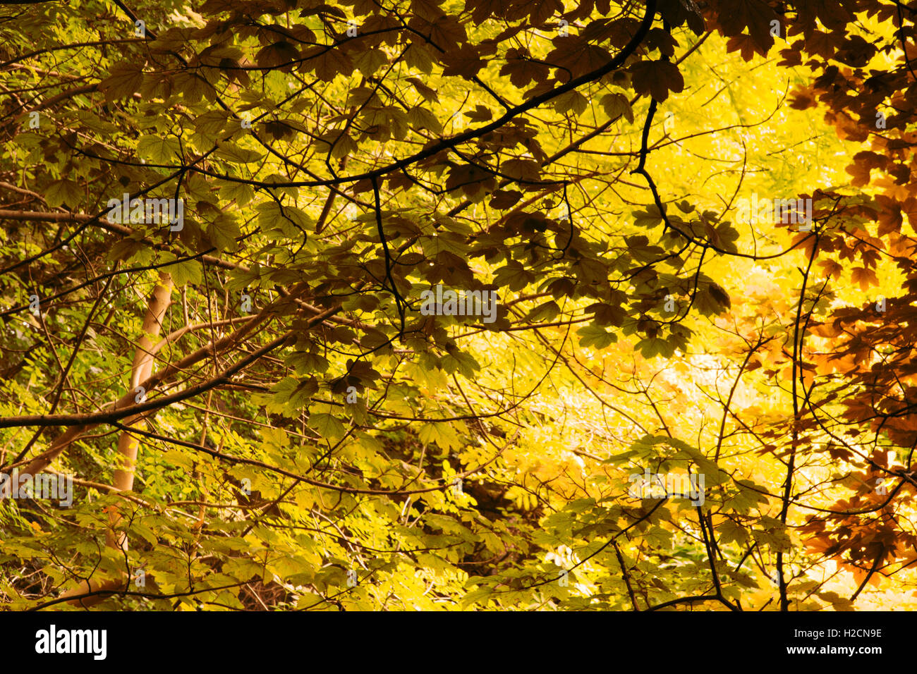 Leafy view through English woodland in the summer Stock Photo - Alamy