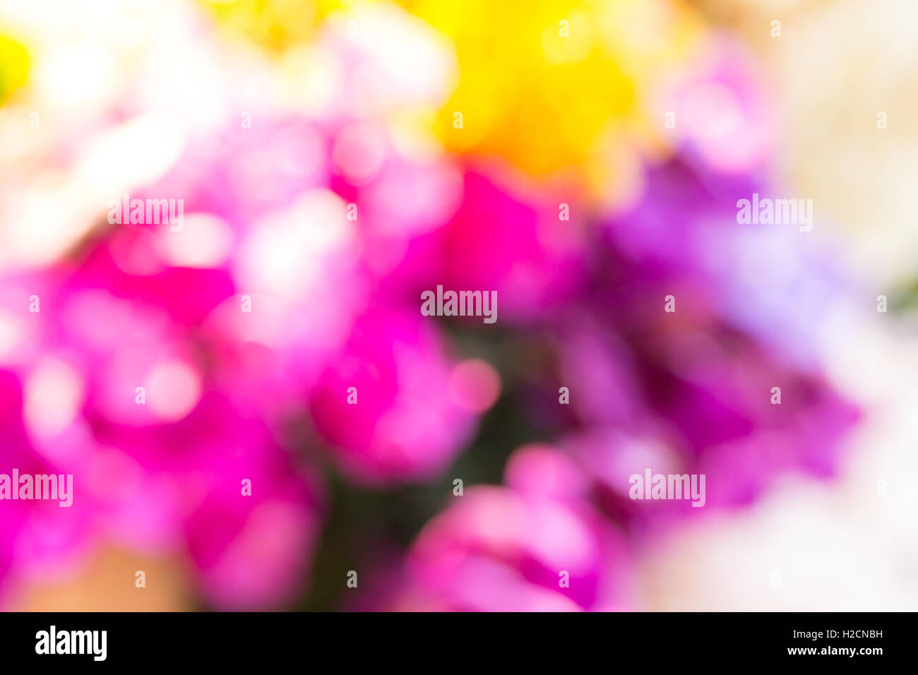Blur background flowers hi-res stock photography and images - Alamy