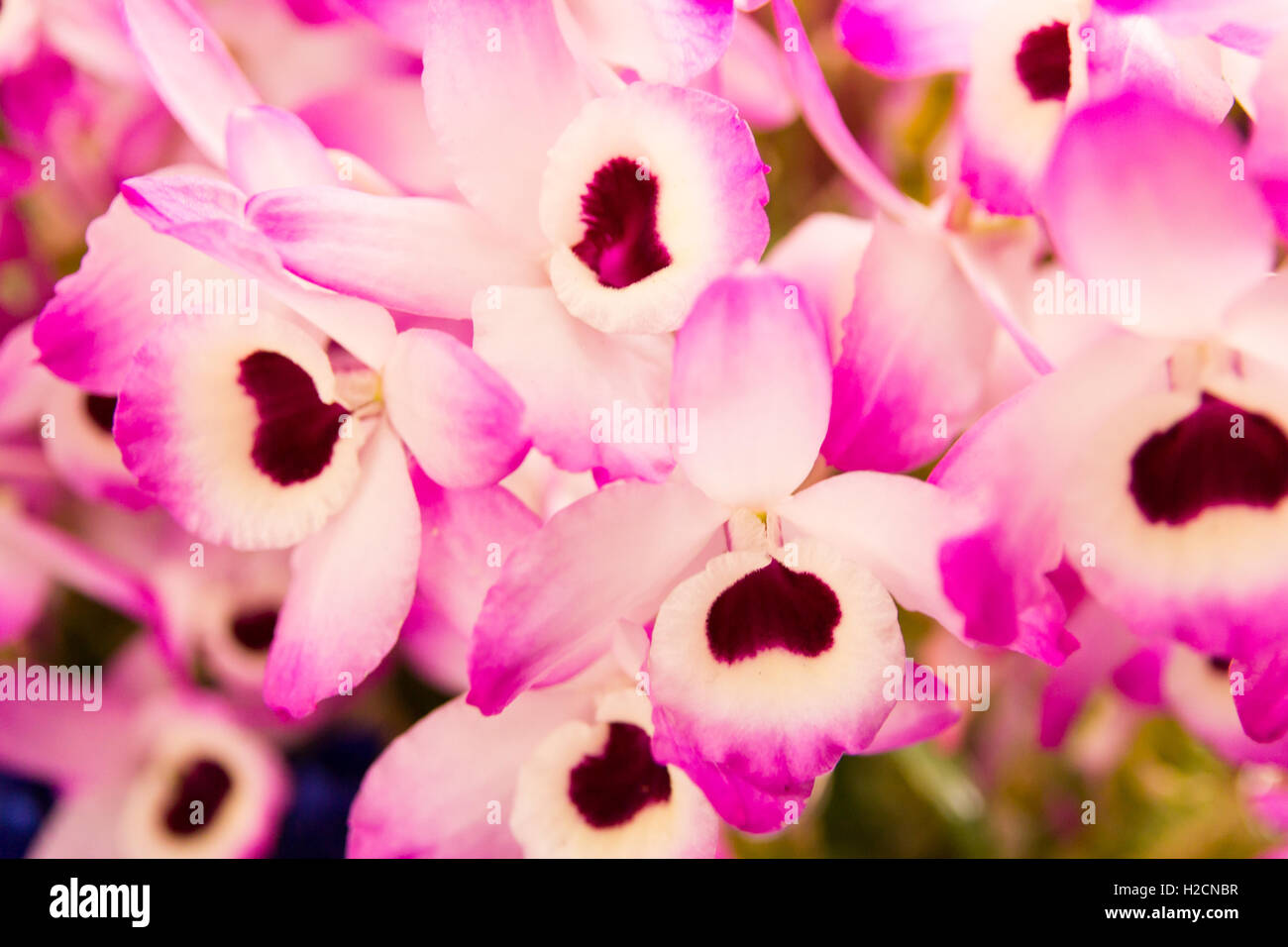 Close up of orchid flower Stock Photo - Alamy