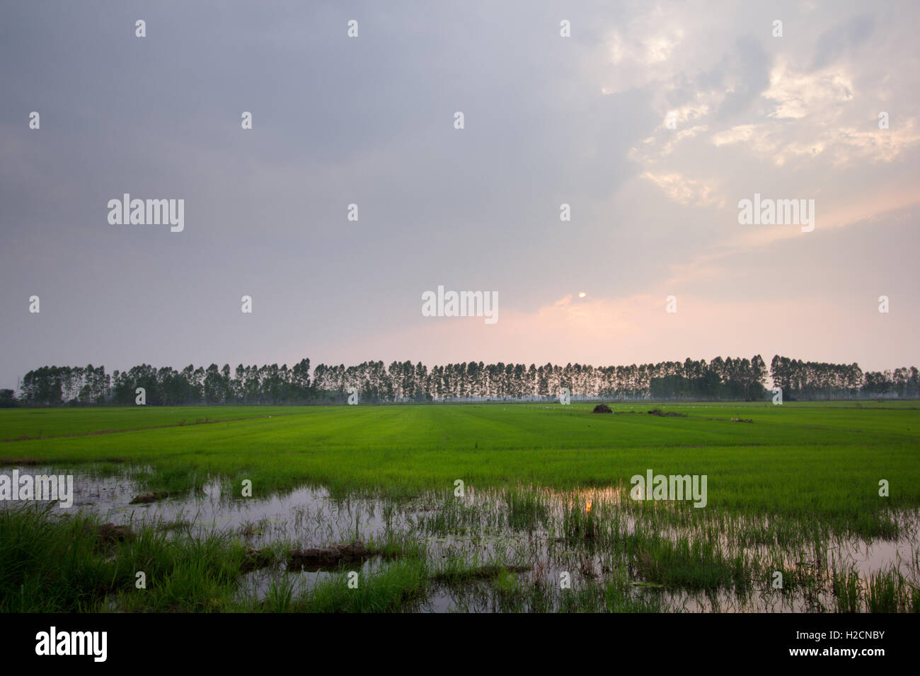 Beautiful green landscape fields hi-res stock photography and images ...
