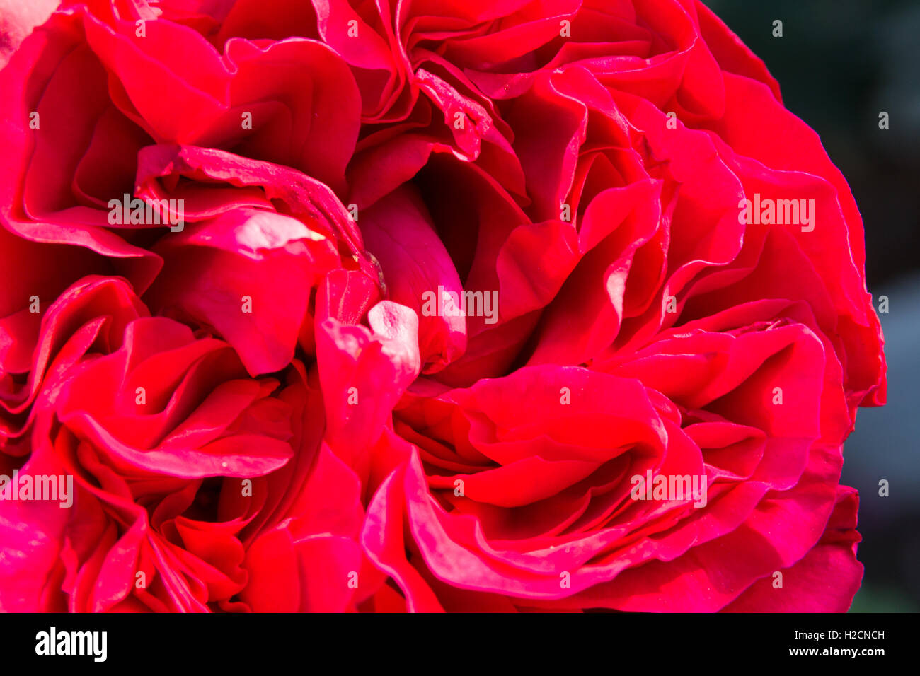 close up red rhododendron flowers Stock Photo - Alamy
