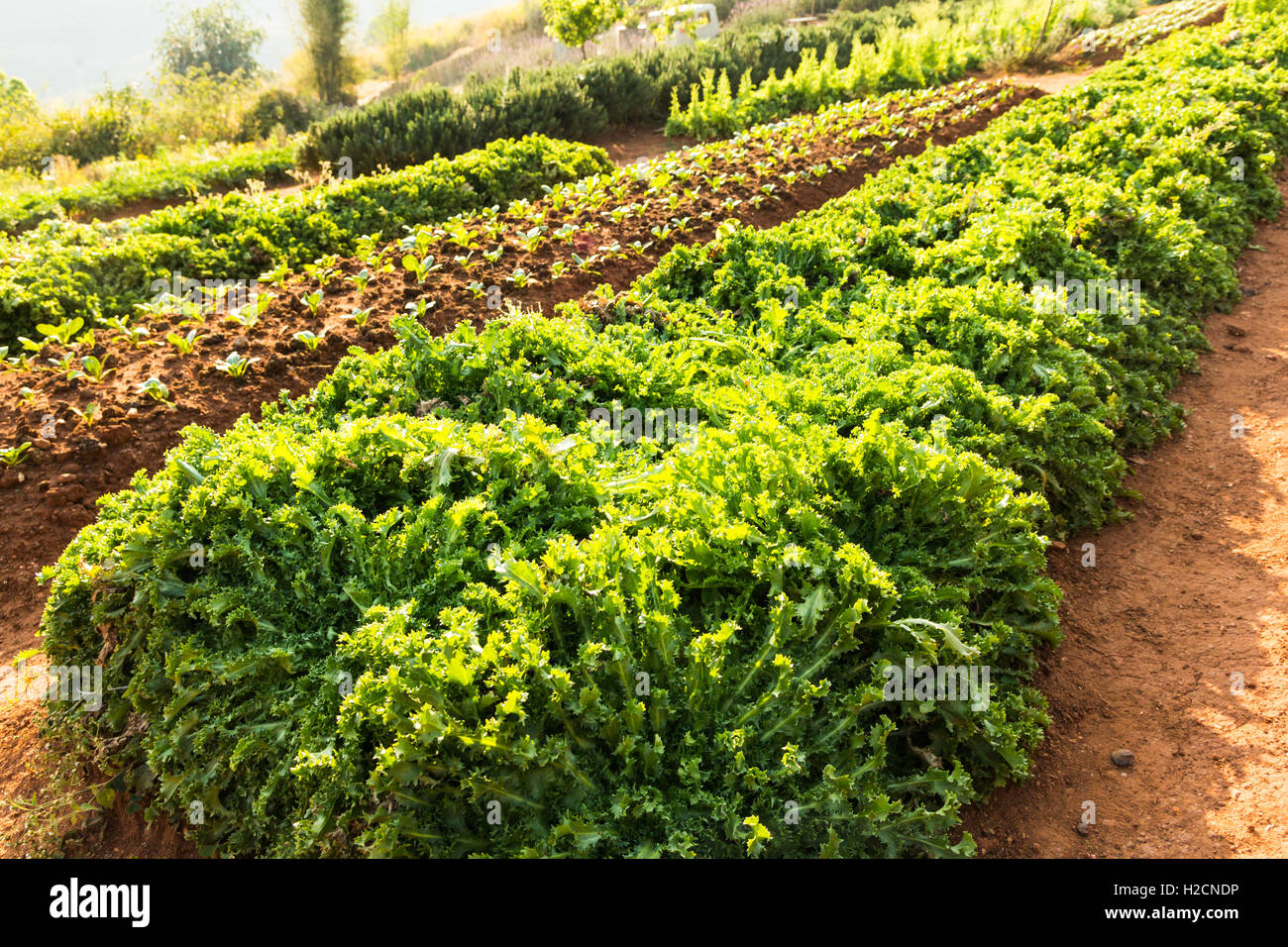 Lettuce field farming hi-res stock photography and images - Alamy
