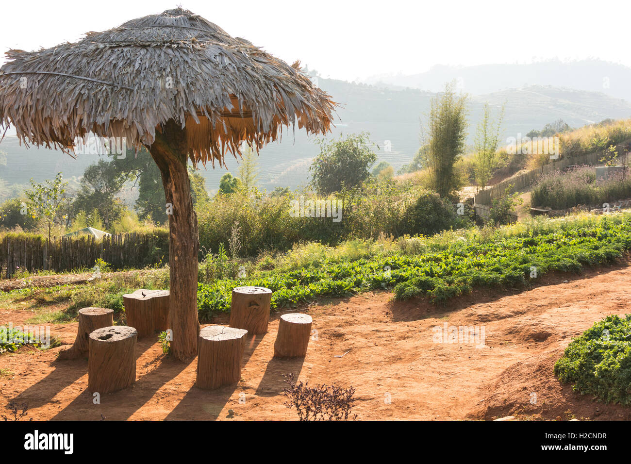 The sitting hut among lettuce field Stock Photo - Alamy