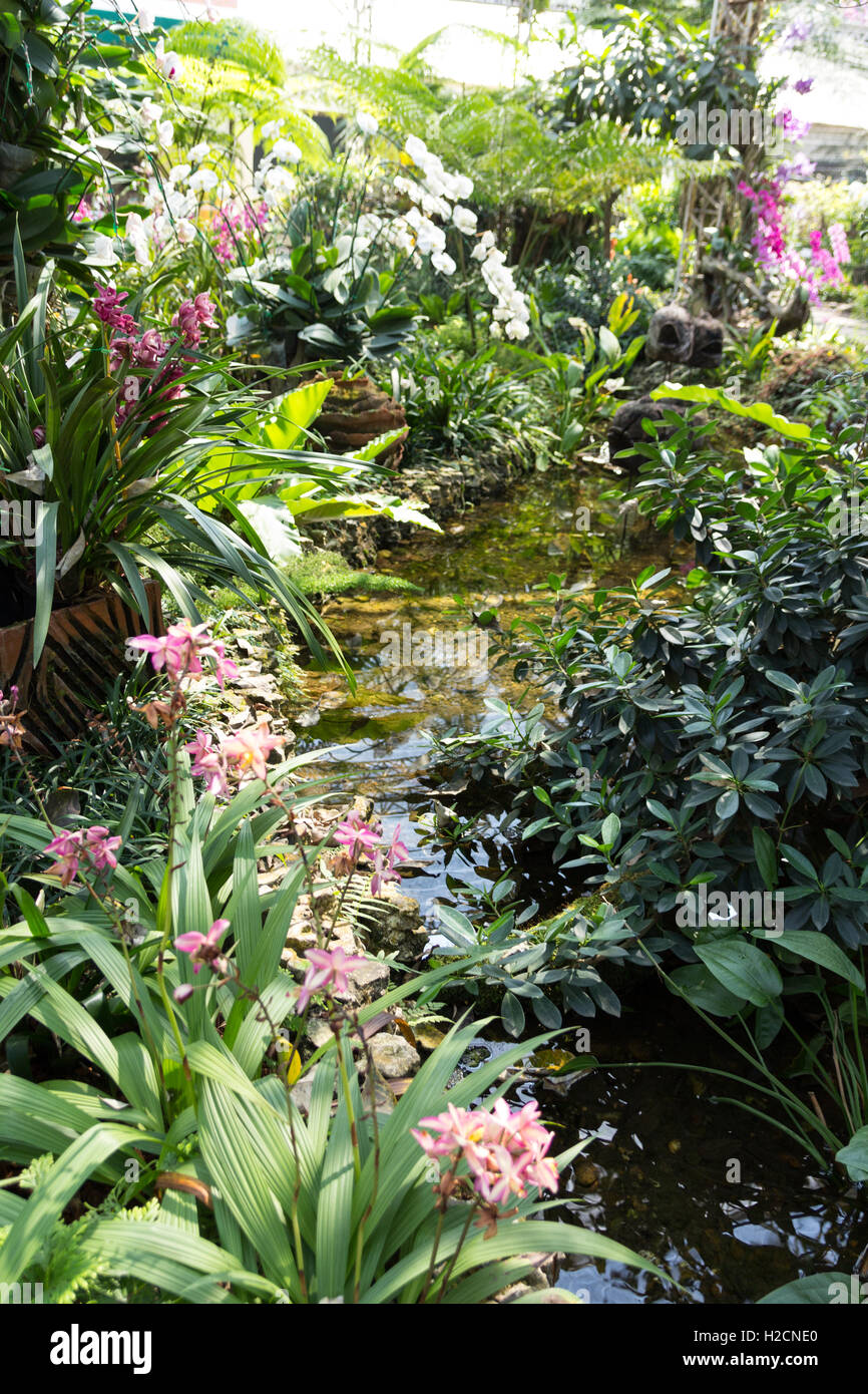 Tropical orchid garden with pond Stock Photo - Alamy