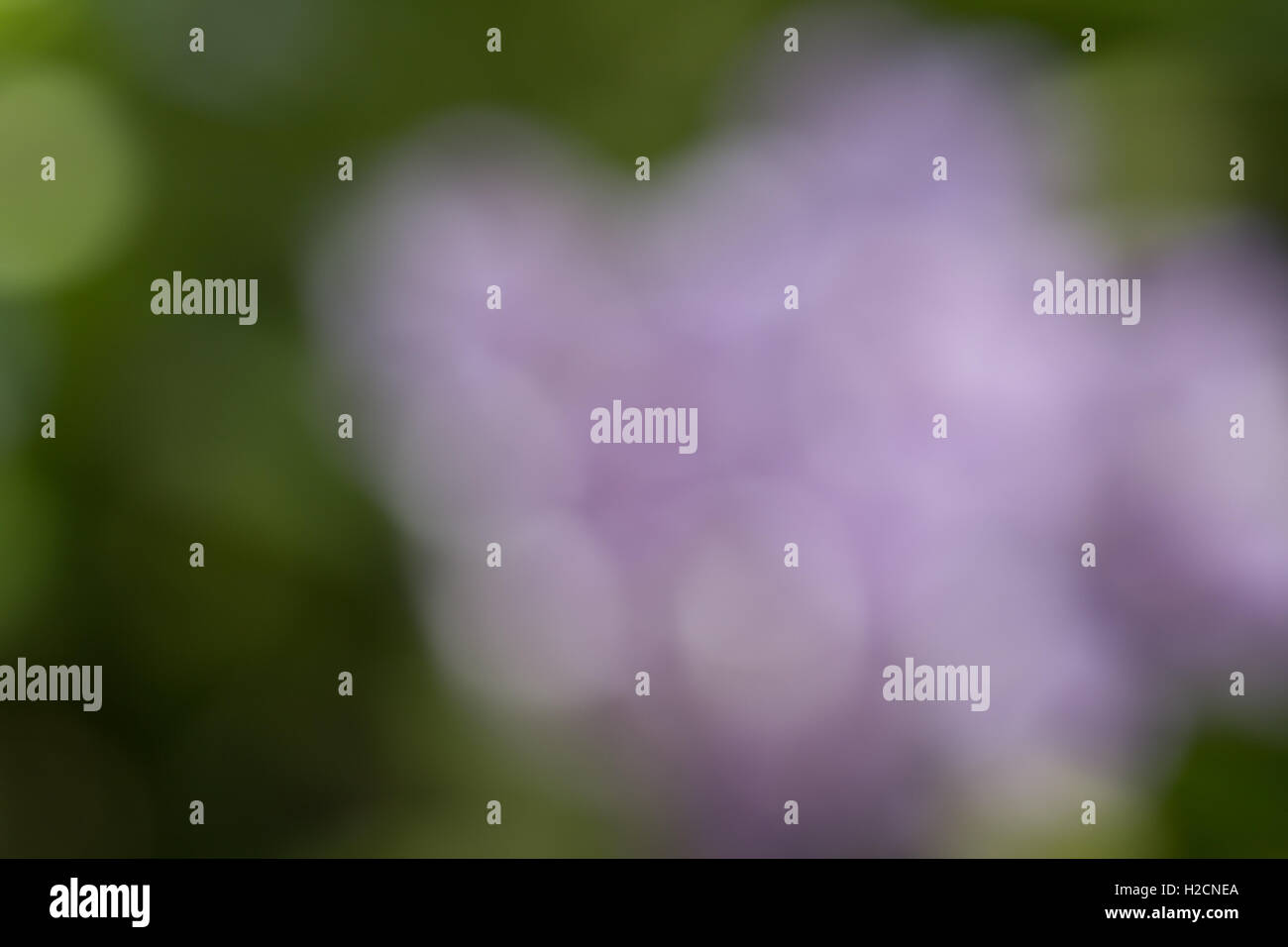 season colorful blurred flower background Stock Photo - Alamy
