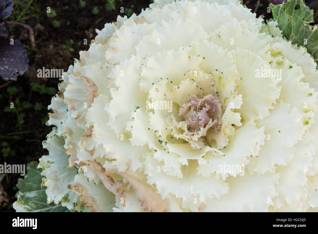 close up fancy cabbage in soil Stock Photo - Alamy