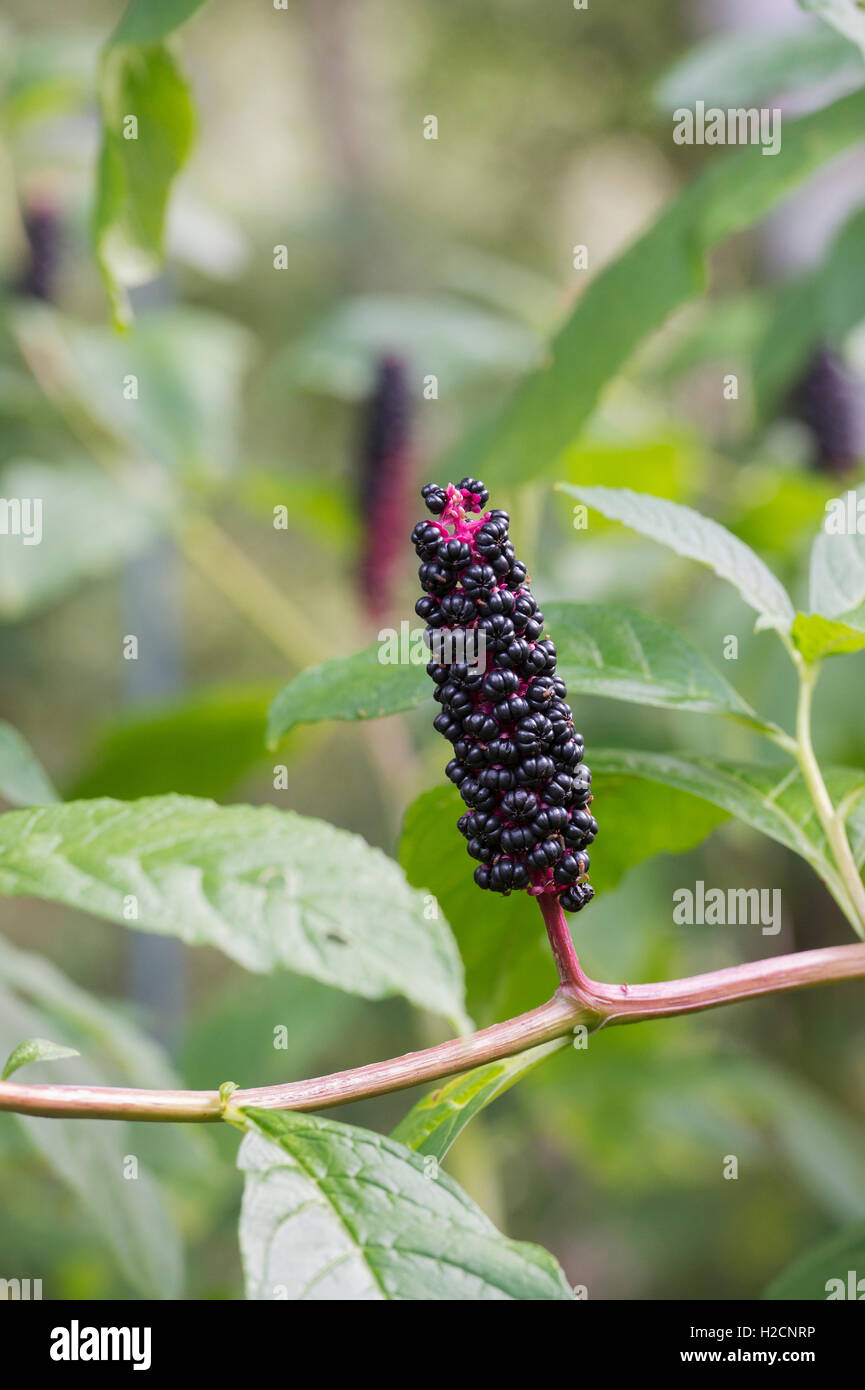 American pokeweed hi-res stock photography and images - Alamy