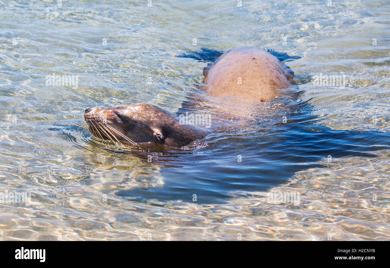 Ecuador, Galápagos Islands, sea lion in shallow waters at Post Office ...