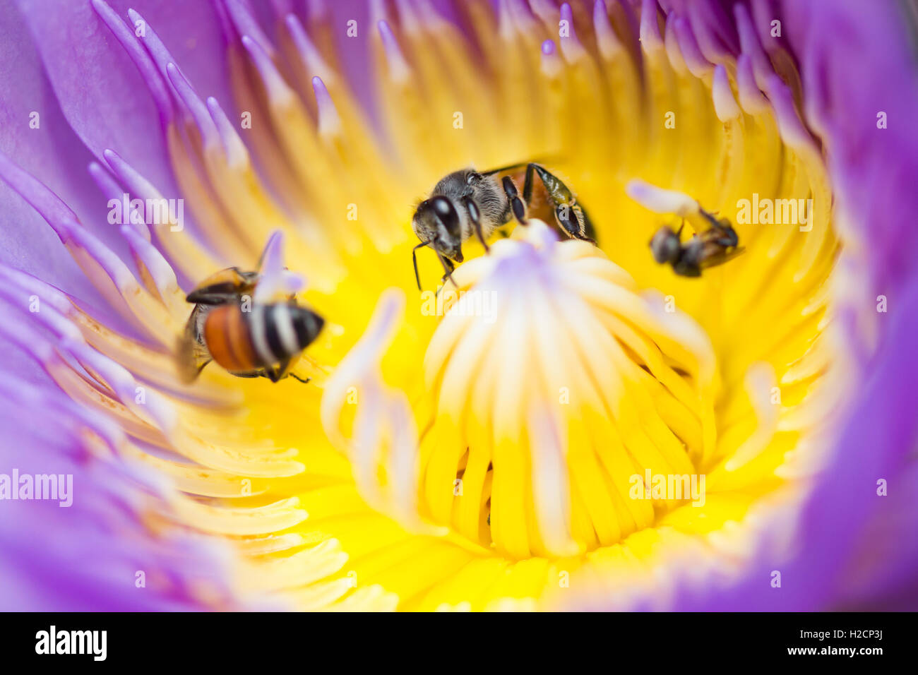 bee with beautiful lotus flower Stock Photo - Alamy