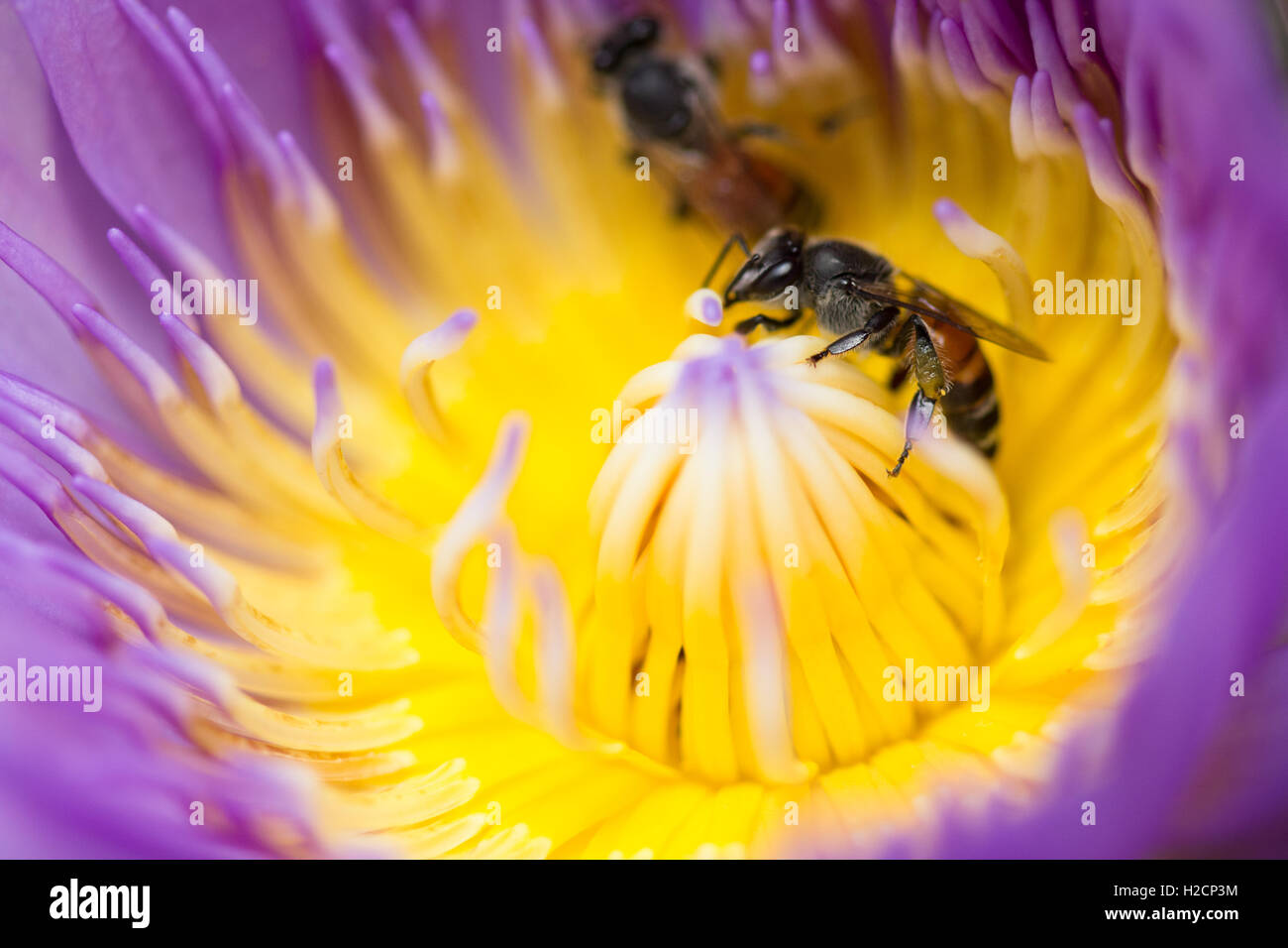 bee with beautiful lotus flower Stock Photo - Alamy