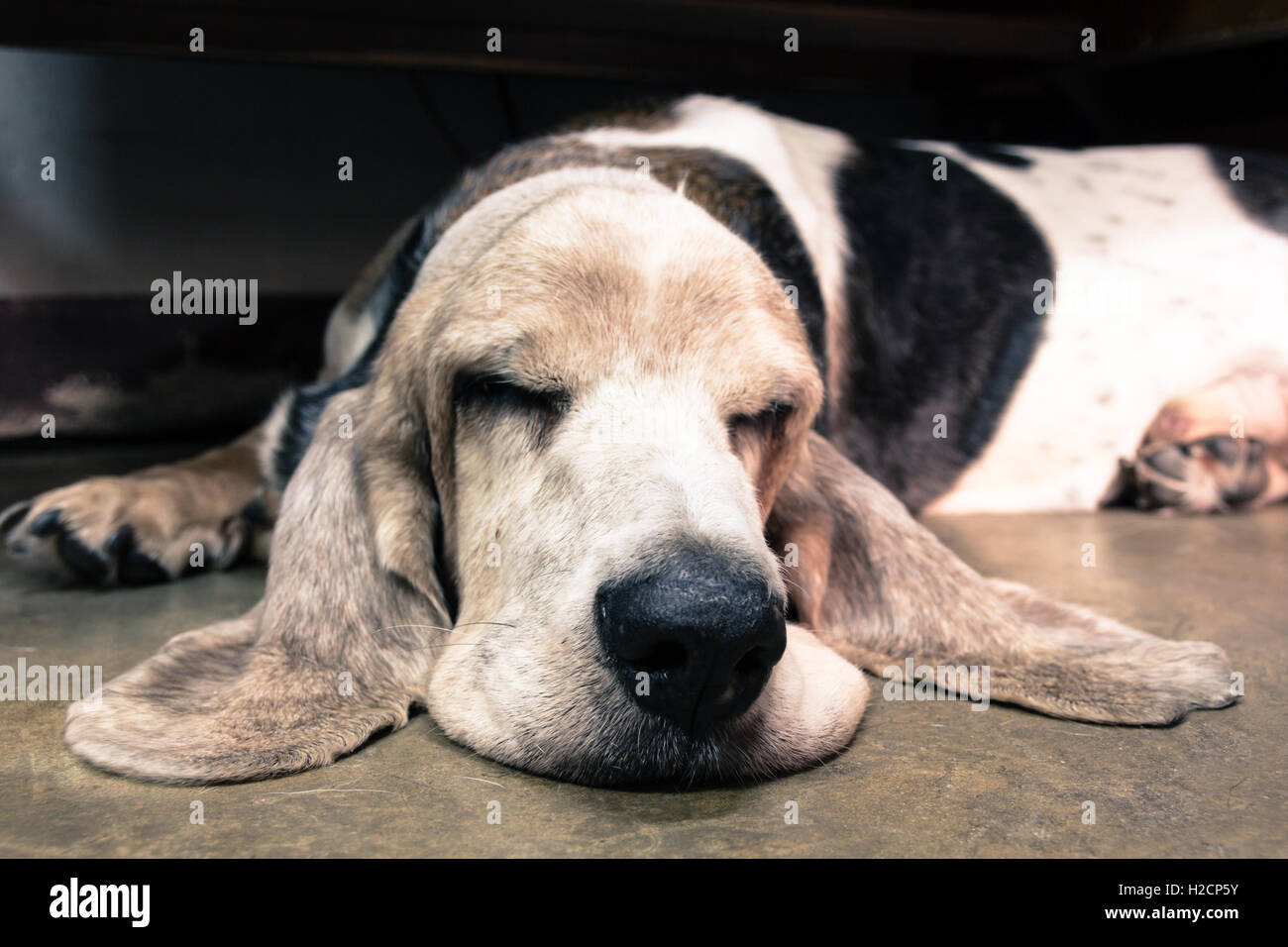 Old Basset Hound sleeping on the floor Stock Photo - Alamy