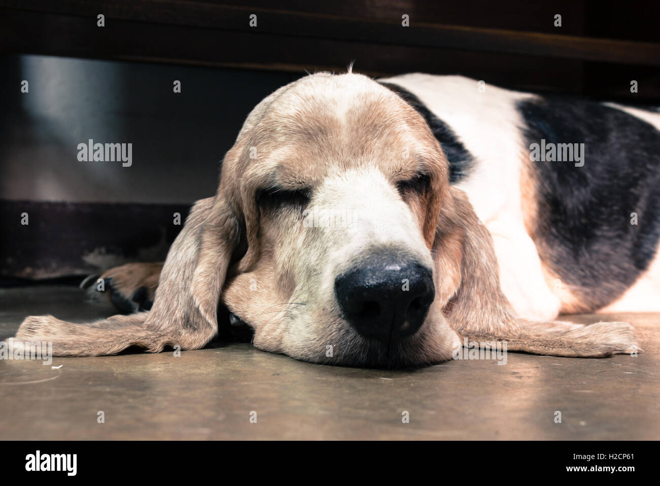 Old Basset Hound sleeping on the floor Stock Photo - Alamy