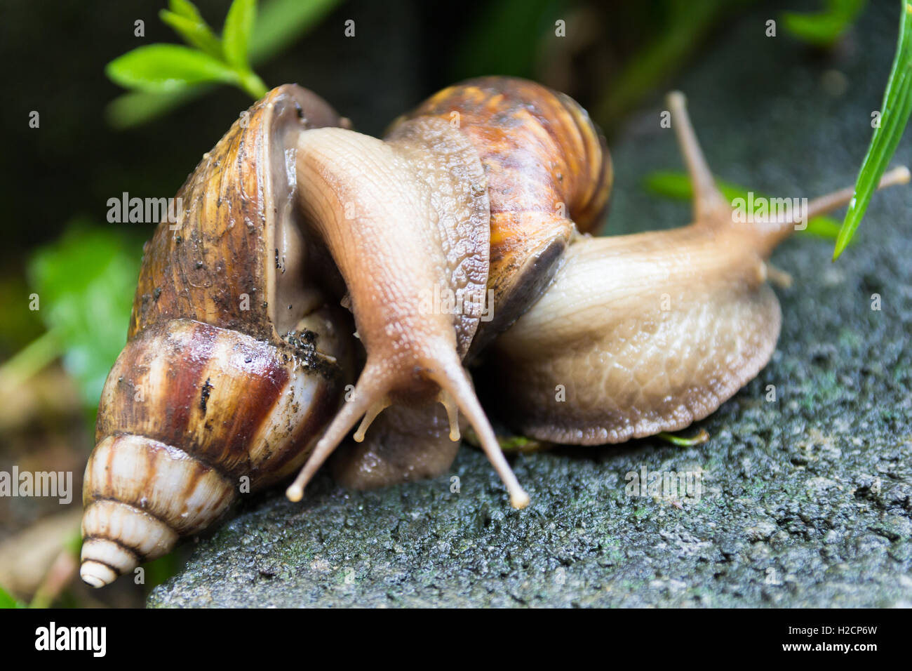 breeding of snail on the ground Stock Photo - Alamy