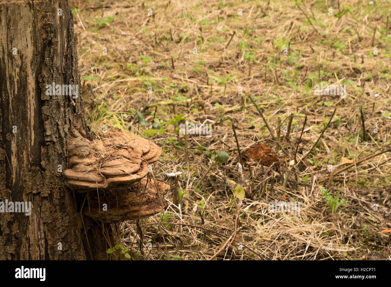 artist's fungus Ganoderma applanatum the artist's bracket artist's conk ...