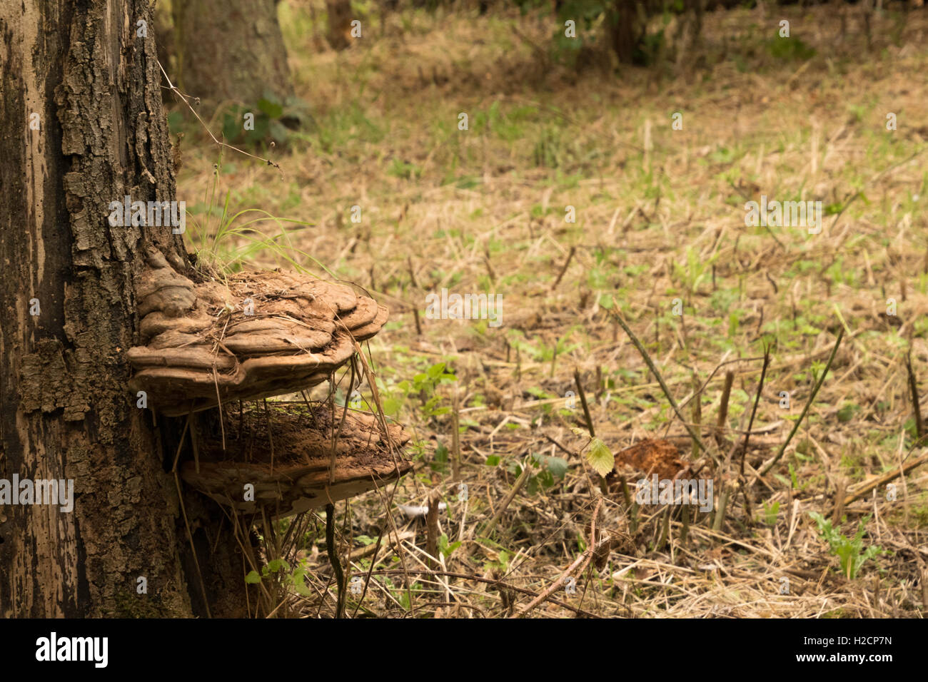 artist's fungus Ganoderma applanatum the artist's bracket artist's conk ...