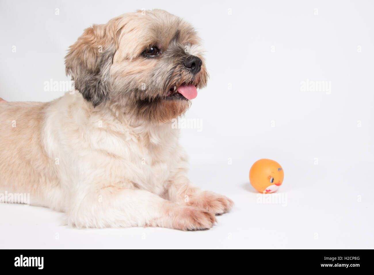 dog with ball isolated on white background Stock Photo - Alamy