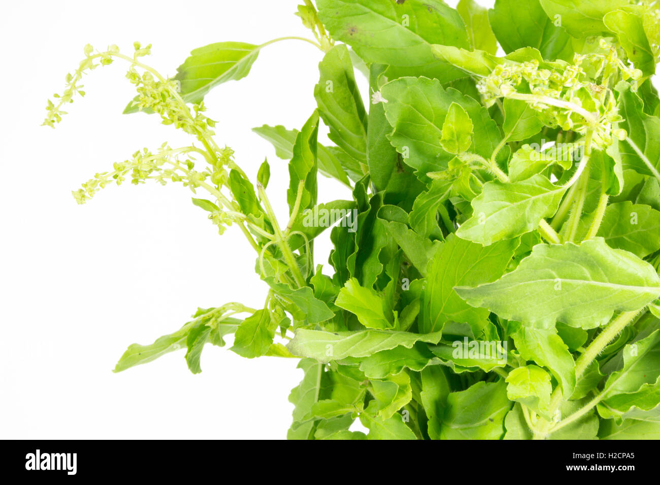 Holy basil leaves on hi-res stock photography and images - Alamy