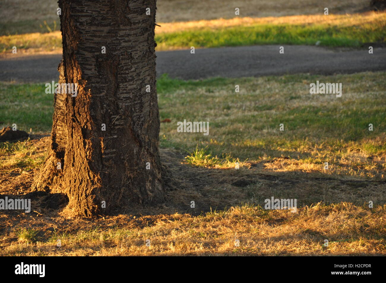 Photograph of a tree trunk showing textures of the tree bark and the ...
