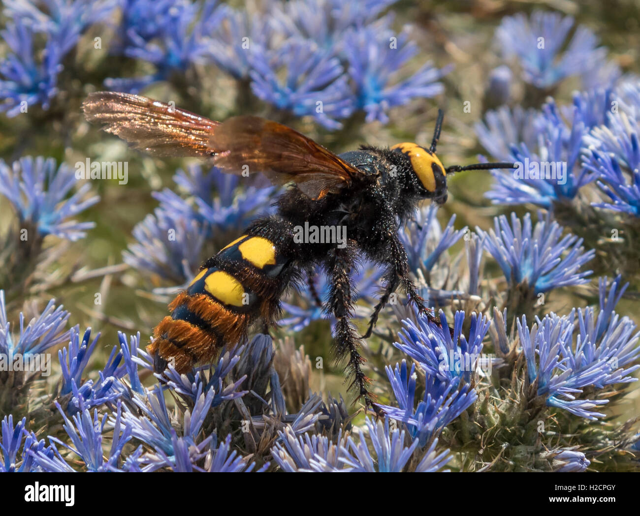 Female mammoth wasp, Megascolia maculata flavifrons Stock Photo - Alamy