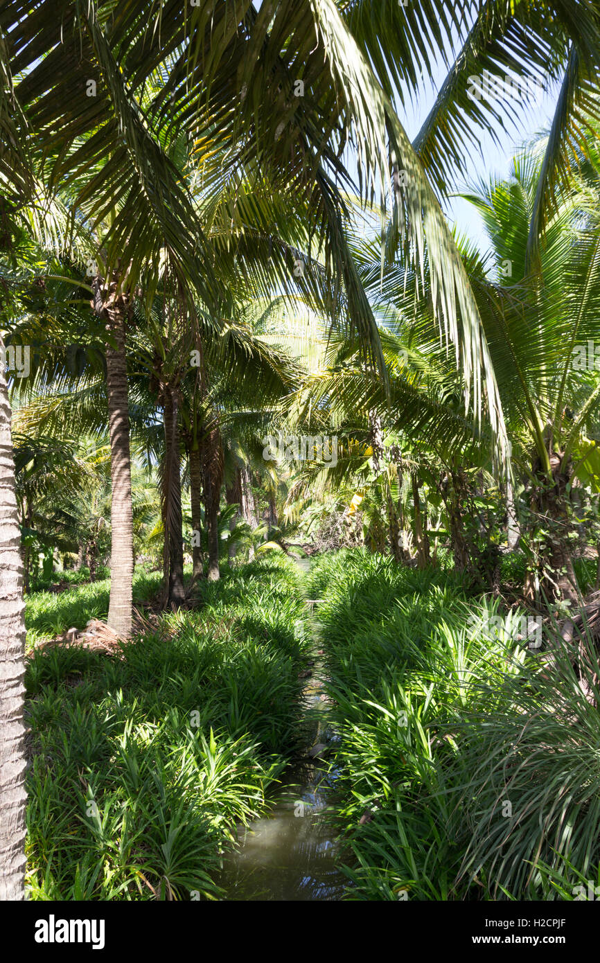 coconut tree grow in the farm Stock Photo - Alamy