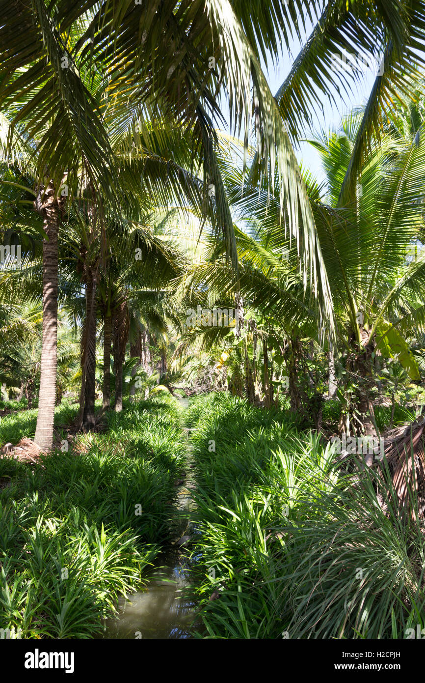 coconut tree grow in the farm Stock Photo - Alamy