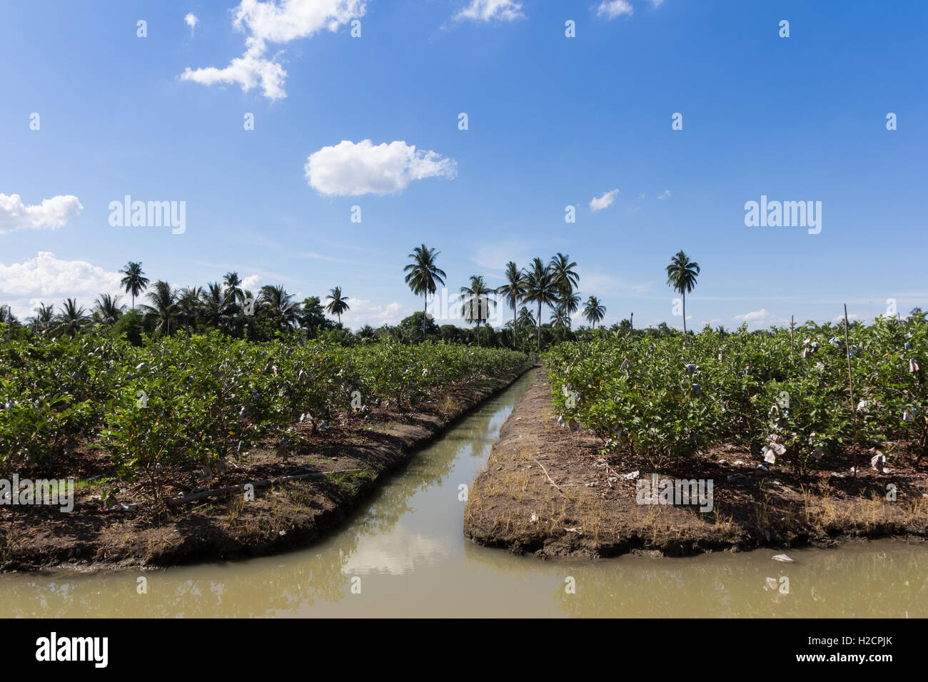 guava farm with blue sky Stock Photo - Alamy