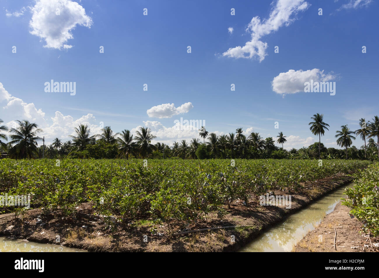 guava farm with blue sky Stock Photo - Alamy