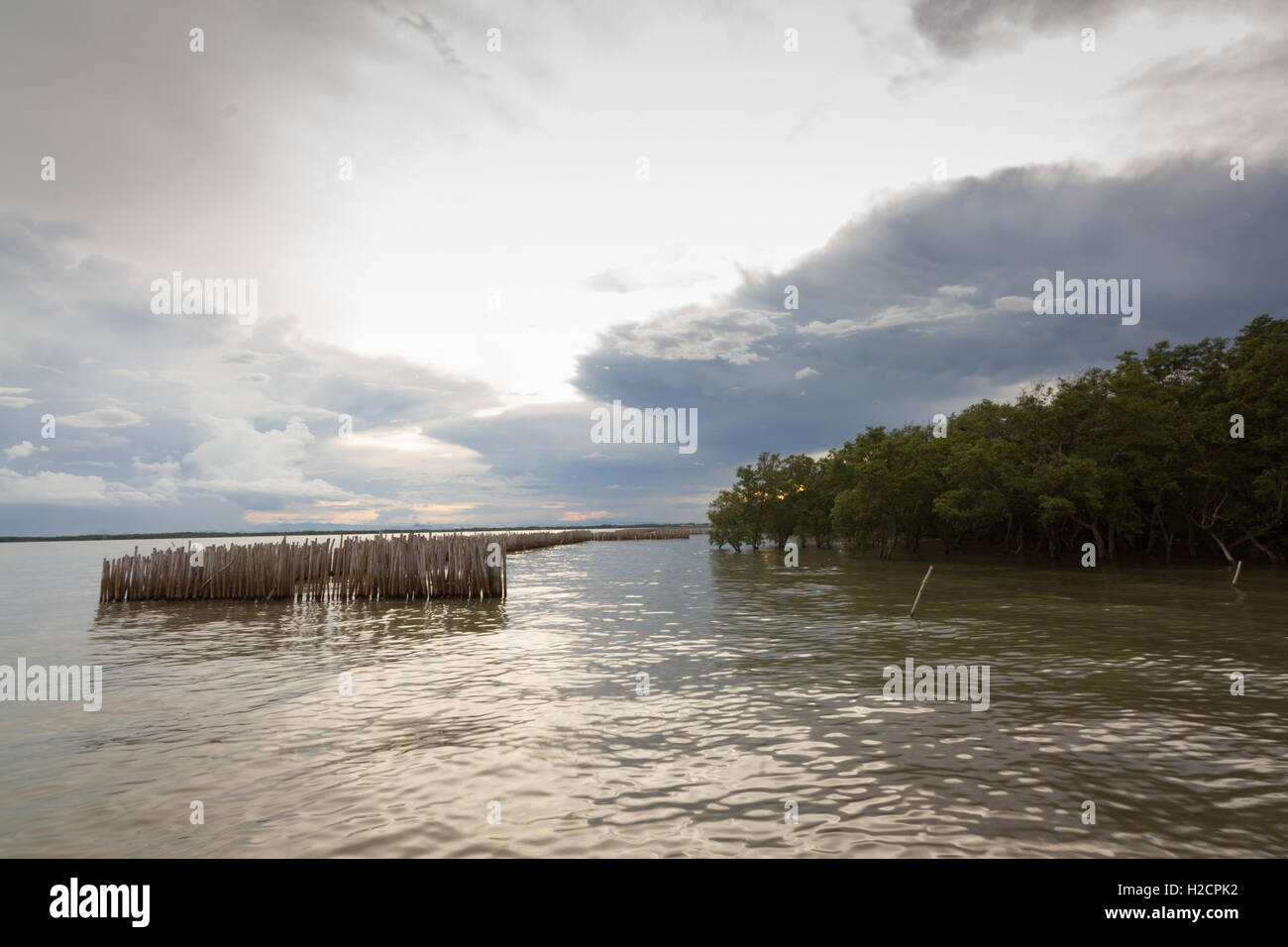 Mangrove tree in rain forest hi-res stock photography and images - Alamy