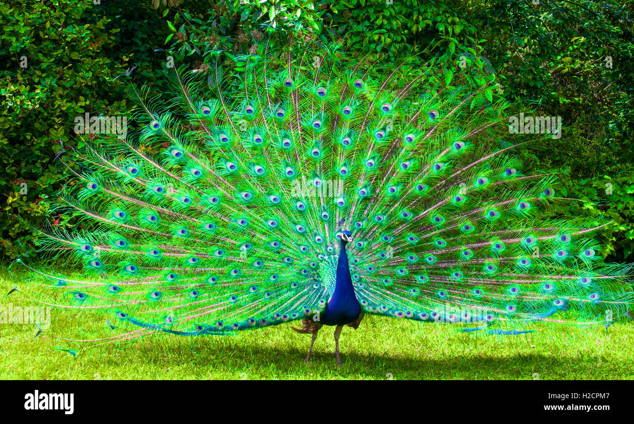 Peacock Images High Resolution