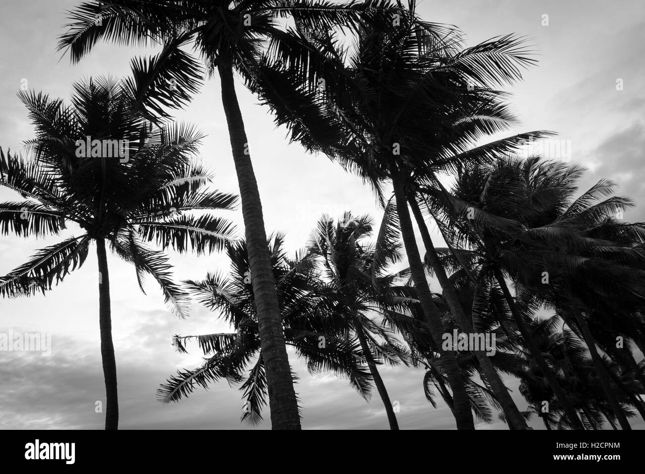 Coconut tree Black and White Stock Photos & Images - Alamy