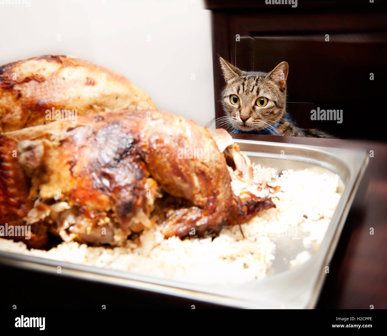 Tabby cat looking at roasted turkey Stock Photo - Alamy