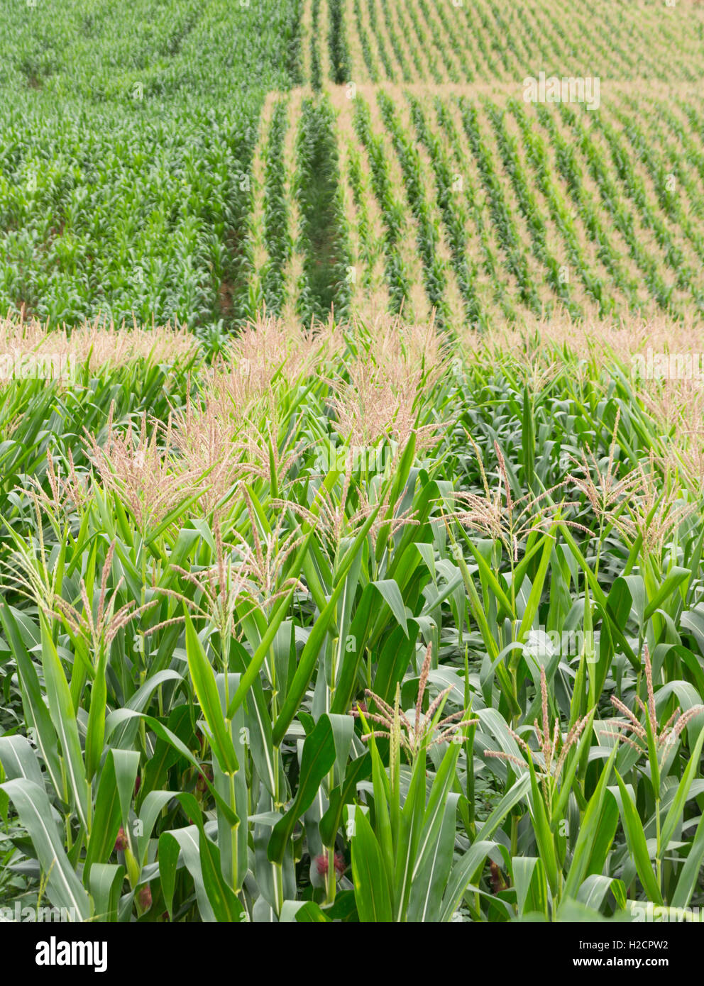 Corn growing in a field Stock Photo - Alamy