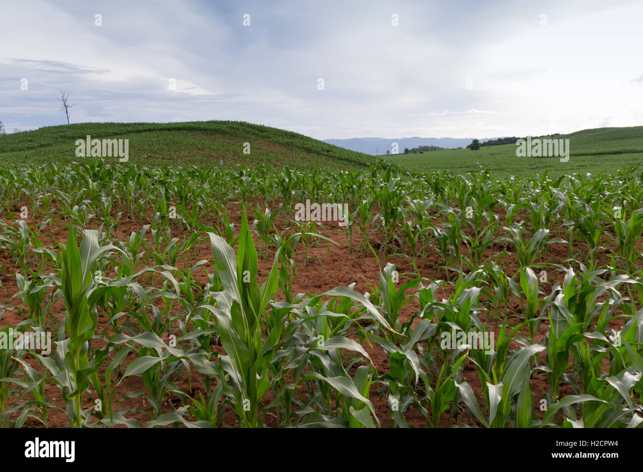 Grain growing farm hi-res stock photography and images - Alamy