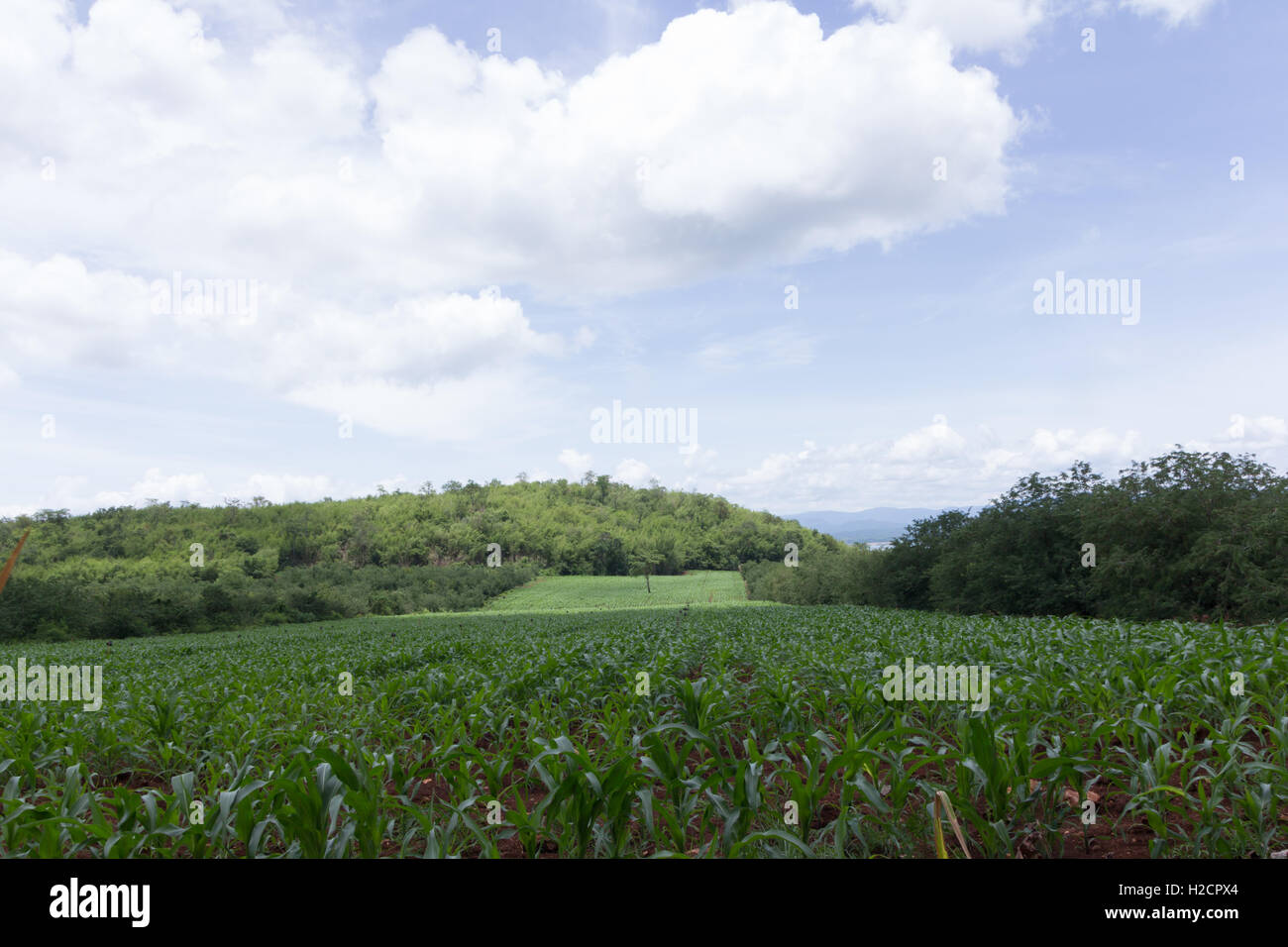 Corn field landscape hi-res stock photography and images - Alamy